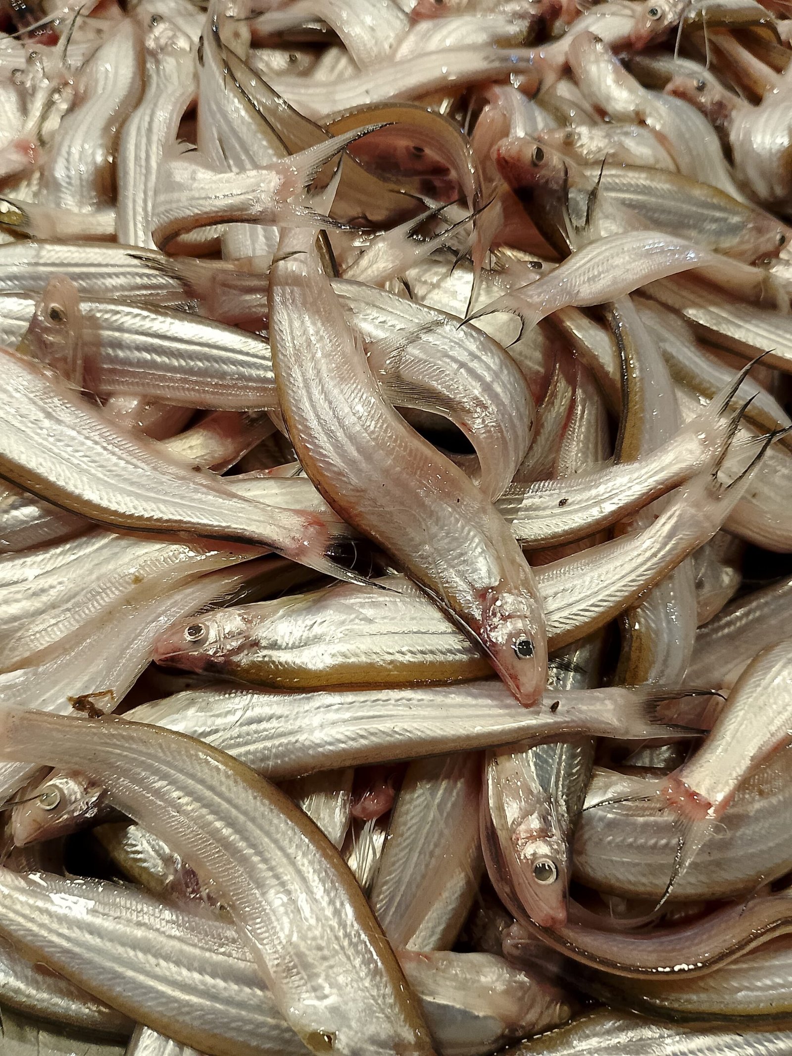 নদীর কাজলী/বাঁশ পাতা মাছ - Kajoli Fish (Ailia Fish) - Mazra