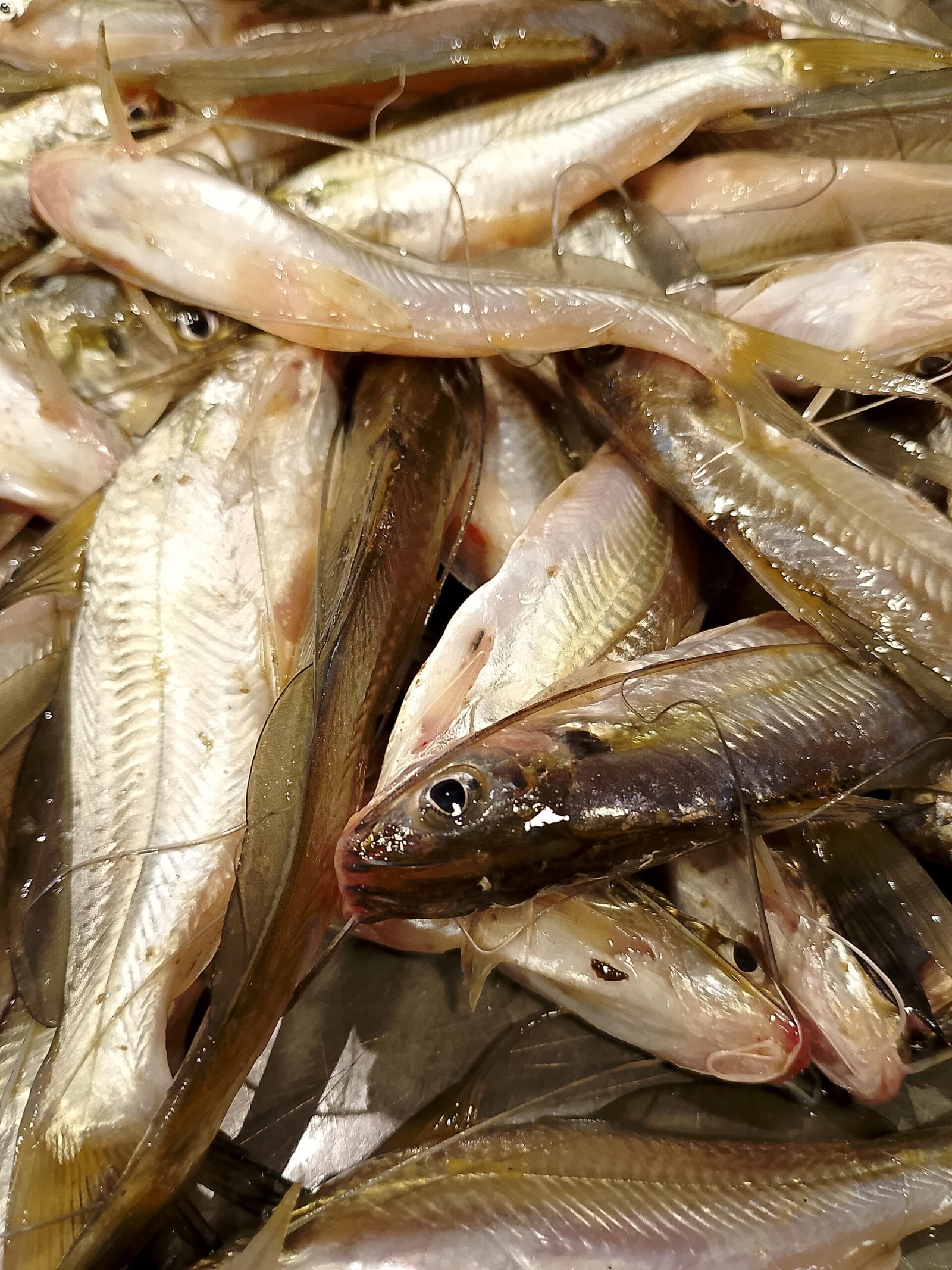 নদীর গুলশা মাছ – Gulsha Fish (Cavasis catfish) - Mazra